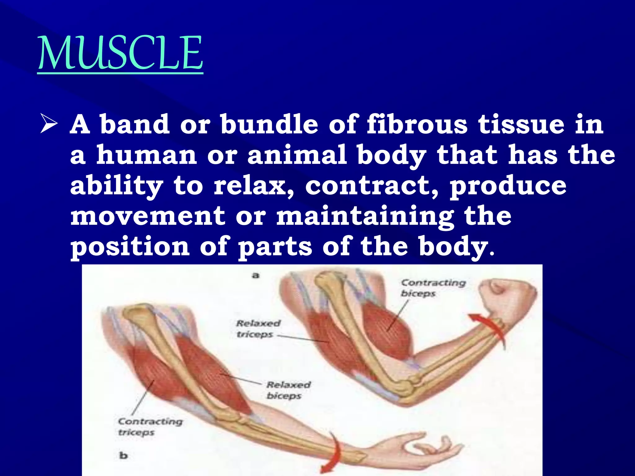 Muscular control of movement | PPTX