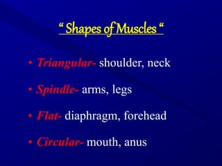Muscular control of movement | PPTX