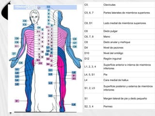 Muscular dermatomero | PPTX
