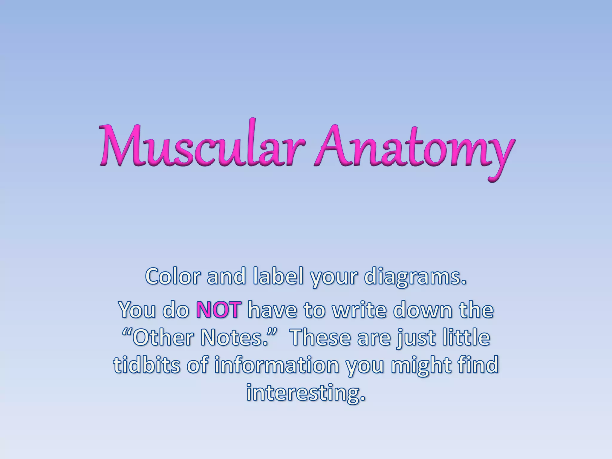 Muscular Anatomy (labeling packet) | PPTX