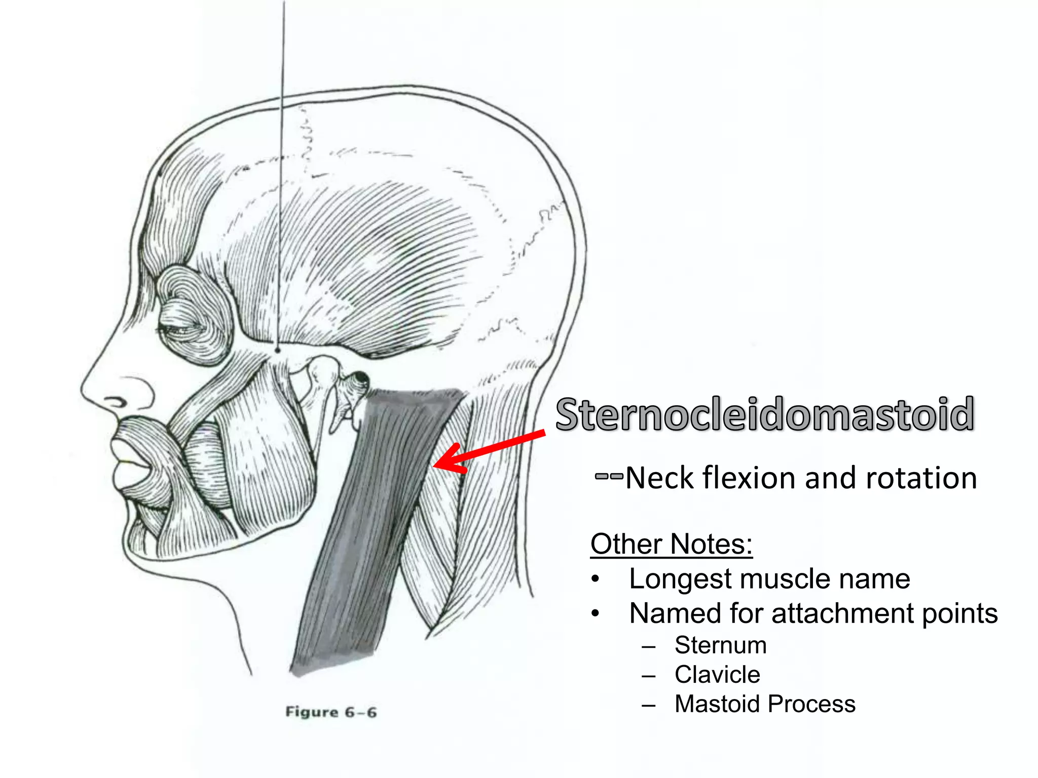 Muscular Anatomy (labeling packet) | PPTX