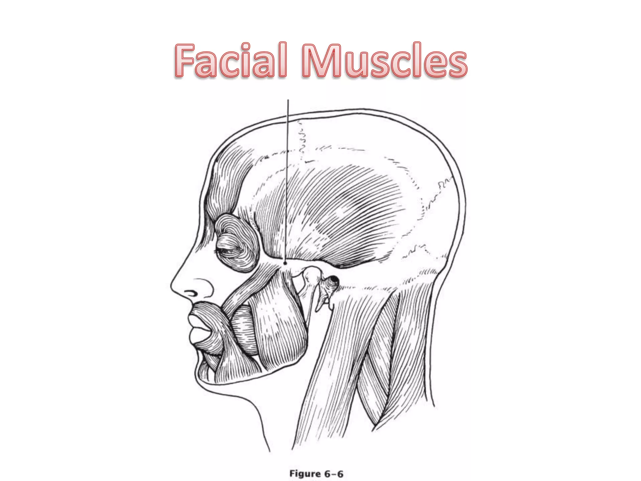 Muscular Anatomy (labeling packet) | PPTX