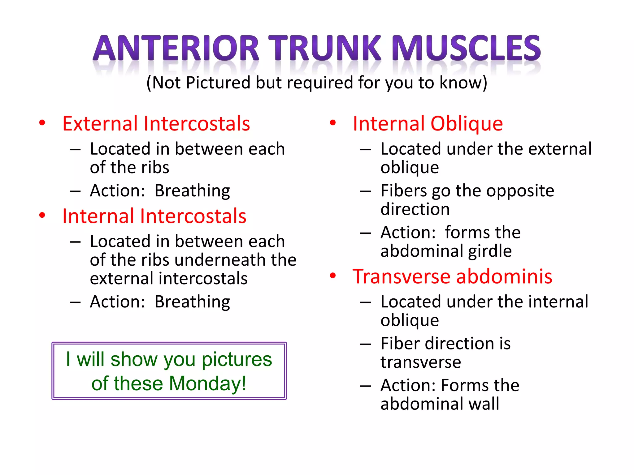 Muscular Anatomy (labeling packet) | PPTX