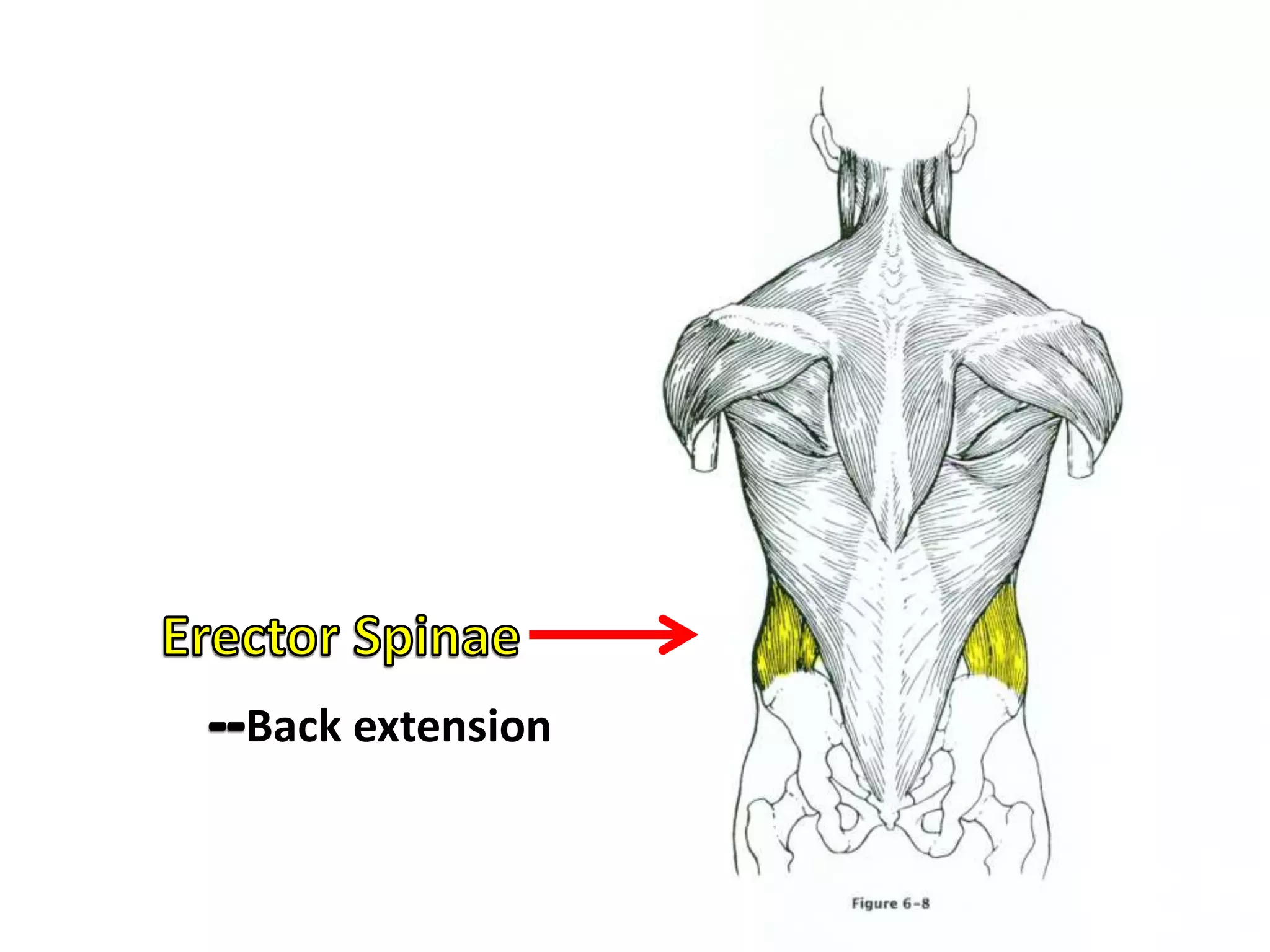 Muscular Anatomy (labeling packet) | PPTX