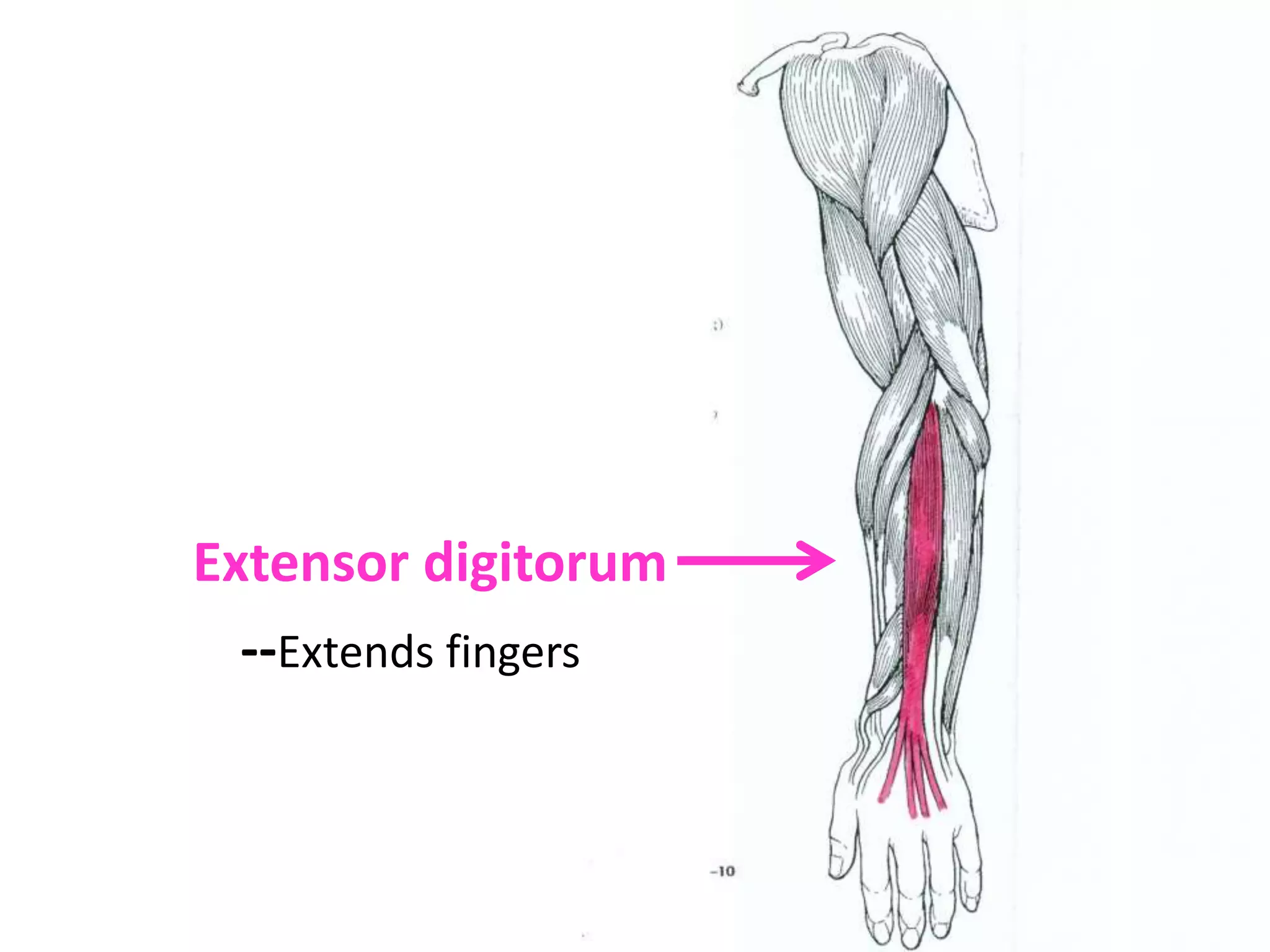 Muscular Anatomy (labeling packet) | PPTX