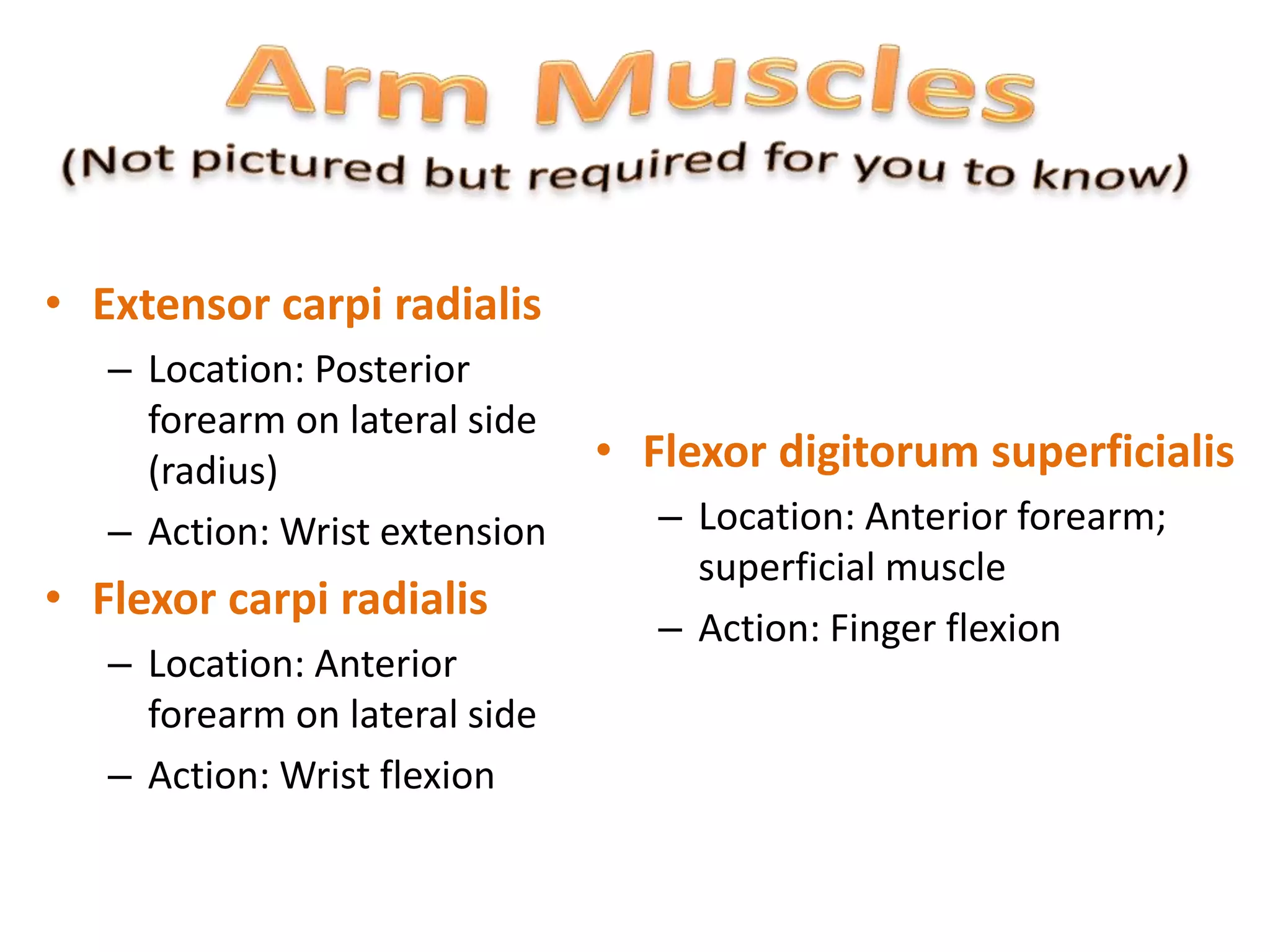 Muscular Anatomy (labeling packet) | PPTX