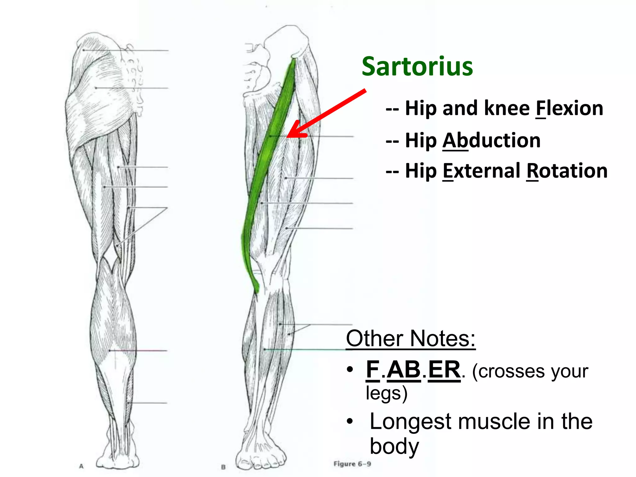 Muscular Anatomy (labeling packet) | PPTX