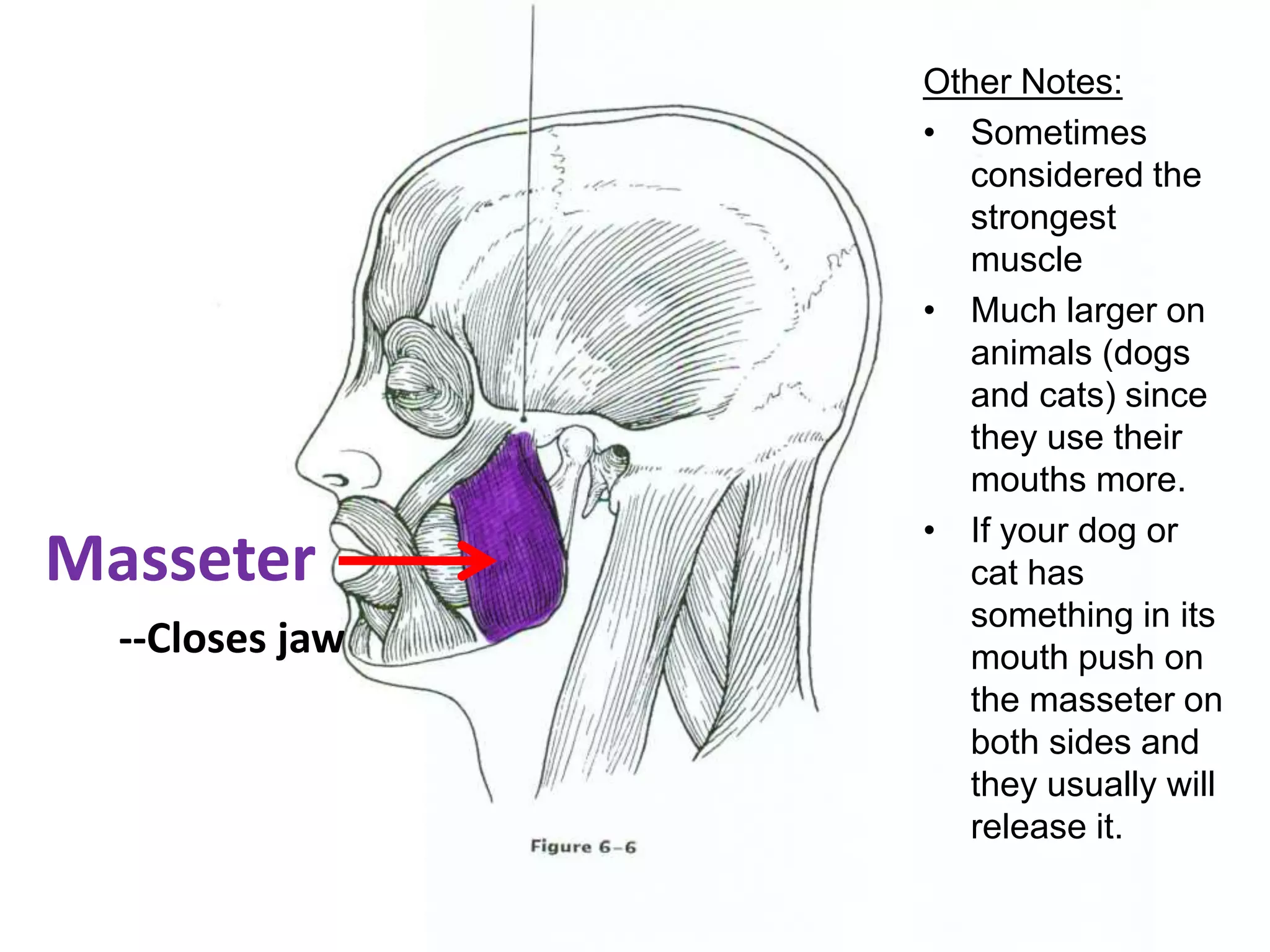 Muscular Anatomy (labeling packet) | PPTX