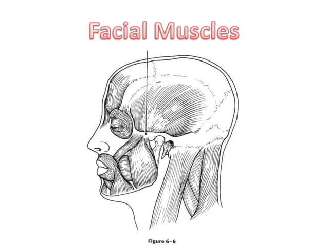 Muscular Anatomy (labeling packet) | PPT