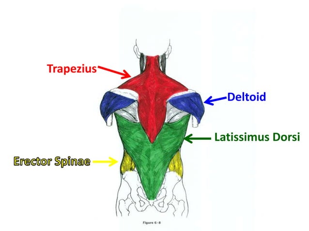 Muscular Anatomy (labeling packet) | PPT