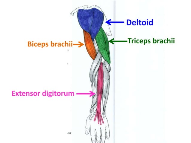 Muscular Anatomy (labeling packet) | PPT