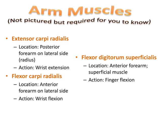 Muscular Anatomy (labeling packet) | PPT