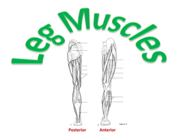 Muscular Anatomy (labeling packet) | PPT