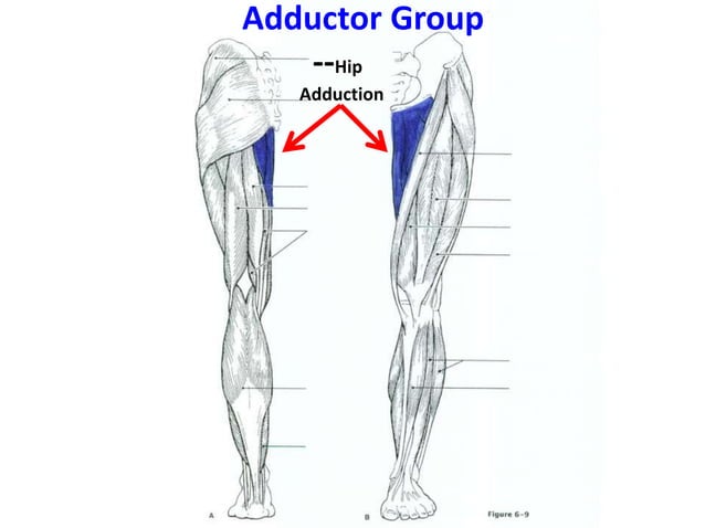 Muscular Anatomy (labeling packet) | PPT