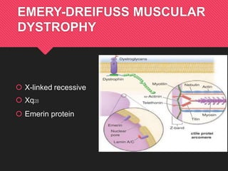 Muscular dystrophies | PPTX