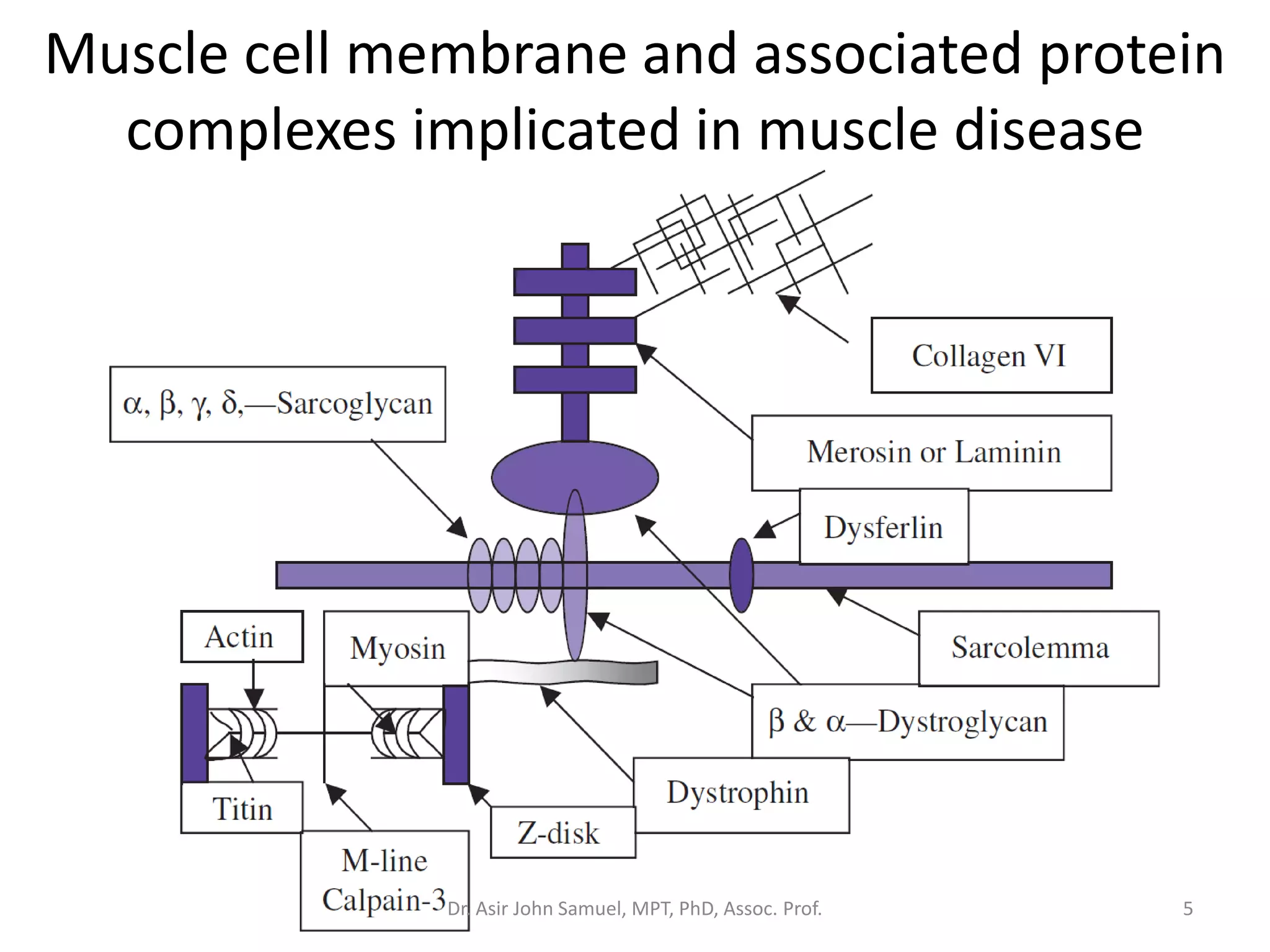 Muscular dystrophy | PPTX