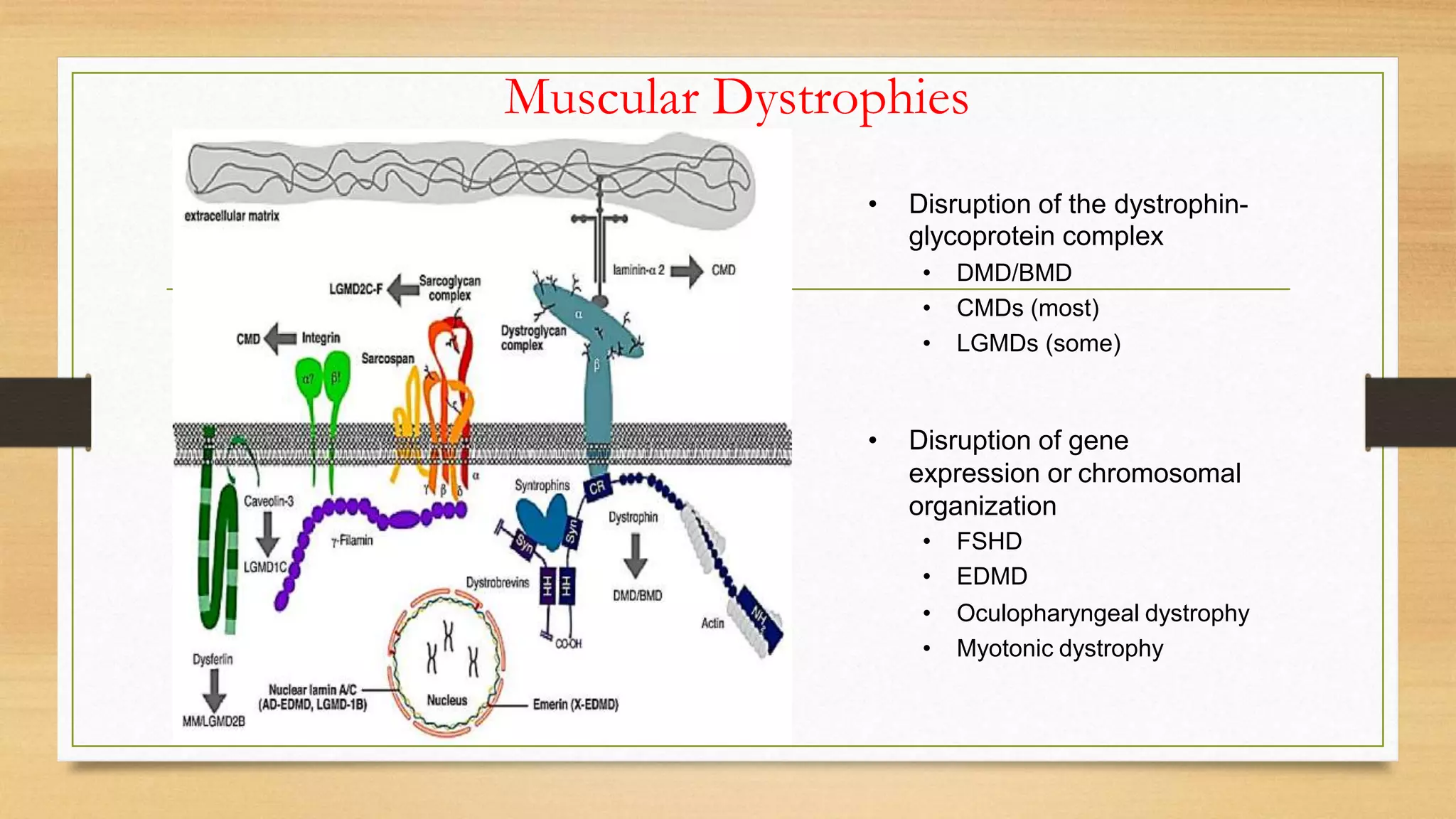 Muscular dystrophy.pptx