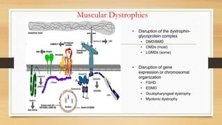 Muscular dystrophy.pptx