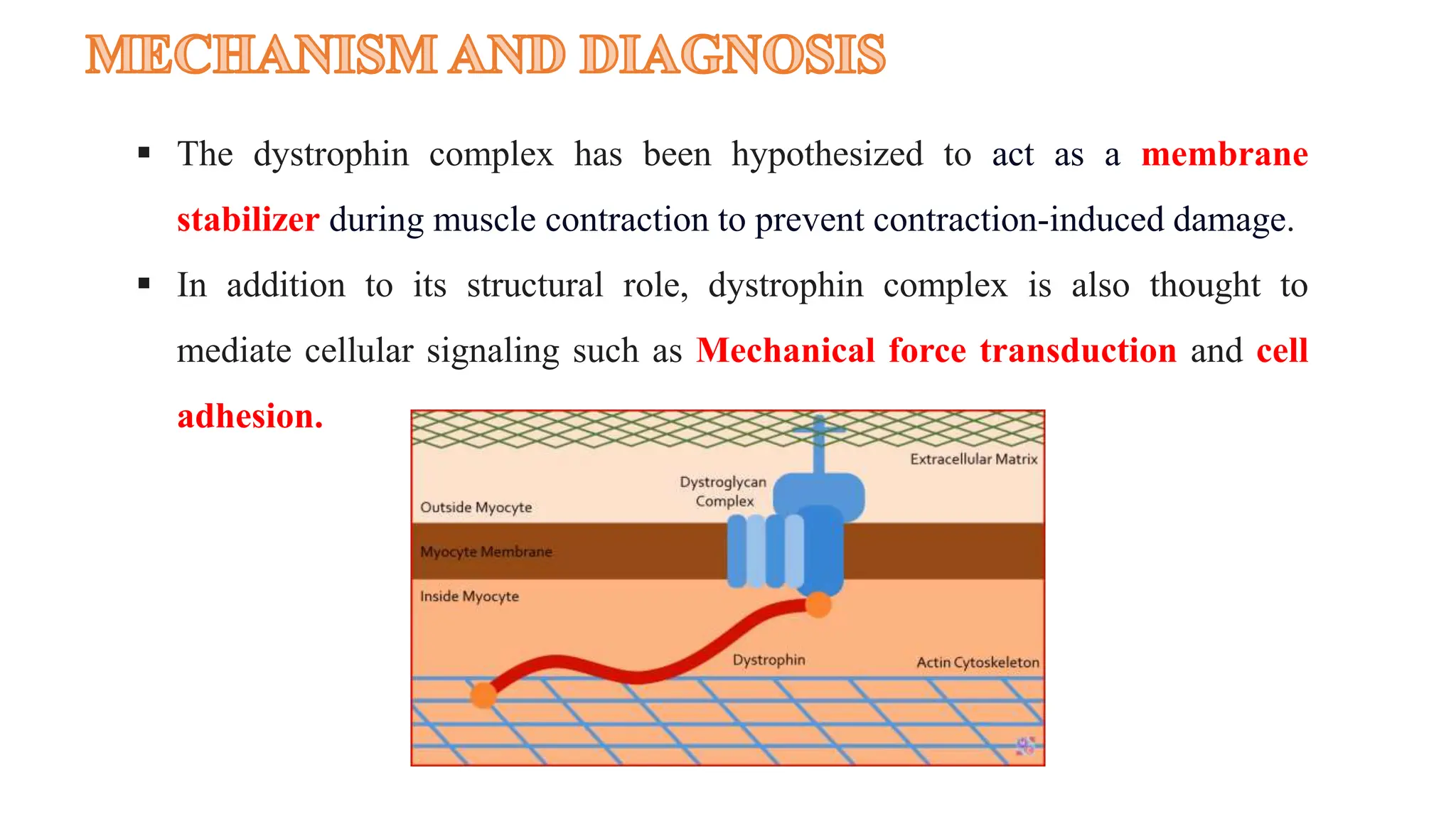 Duchenne Muscular Dystrophy or DMD .pptx
