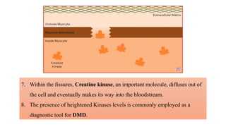 Duchenne Muscular Dystrophy or DMD .pptx
