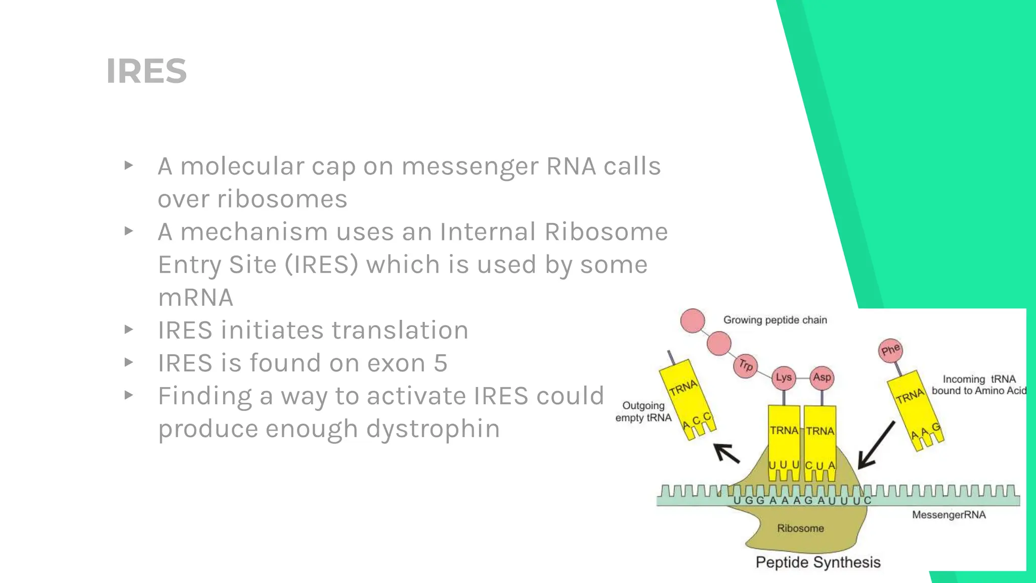 Muscular Dystrophy - A brief overview of the disease | PPTX
