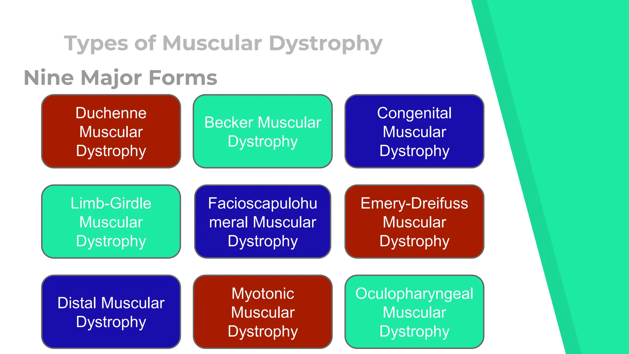 Muscular Dystrophy - A brief overview of the disease | PPTX | Physical ...