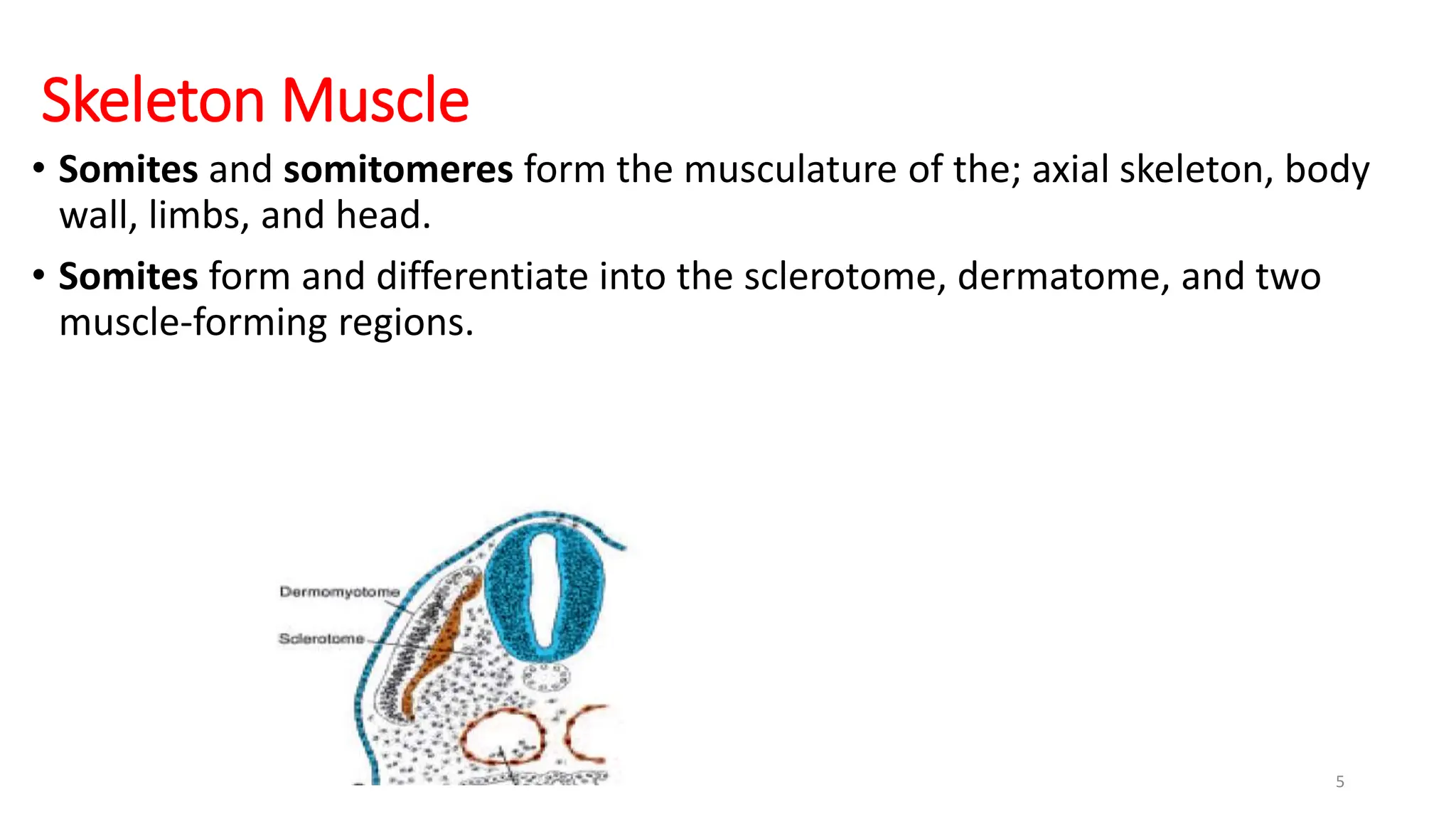 Muscular system embryology for medical students | PPTX