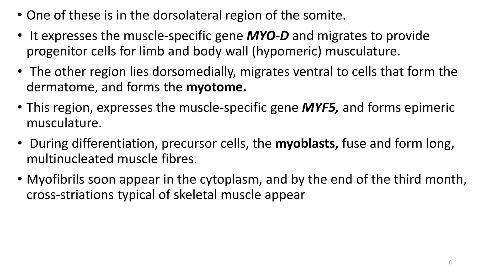 Muscular system embryology for medical students | PPTX
