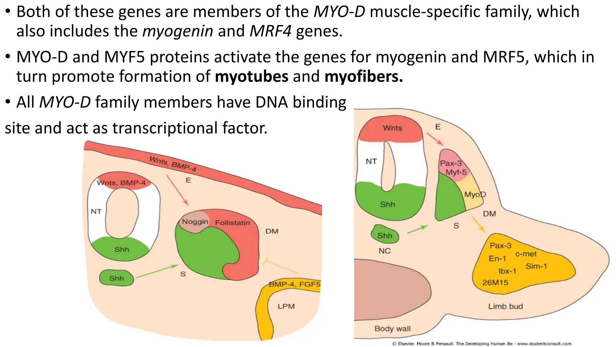 Muscular system embryology for medical students | PPTX