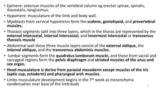Muscular system embryology for medical students | PPTX