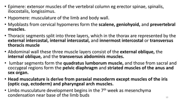 Muscular system embryology for medical students | PPTX