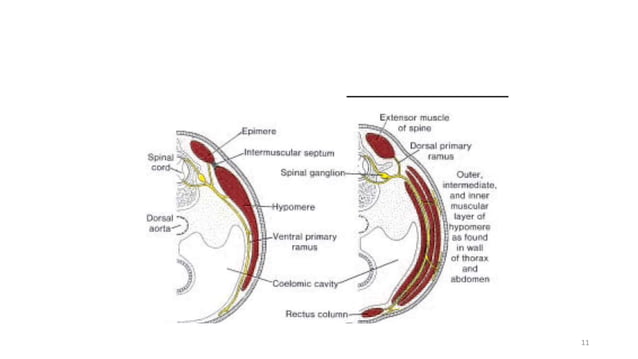 Muscular system embryology for medical students | PPTX