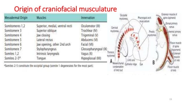 Muscular system embryology for medical students | PPTX