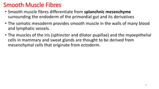 Muscular system embryology for medical students | PPTX