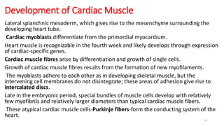 Muscular system embryology for medical students | PPTX