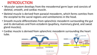 Muscular system embryology for medical students | PPTX