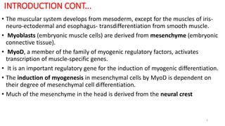 Muscular system embryology for medical students | PPTX
