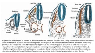 Muscular system embryology for medical students | PPTX