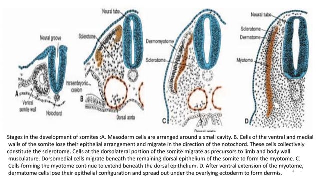 Muscular system embryology for medical students | PPTX