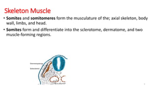 Muscular system embryology for medical students | PPTX