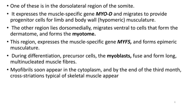 Muscular system embryology for medical students | PPTX