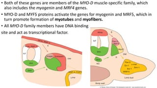 Muscular system embryology for medical students | PPTX