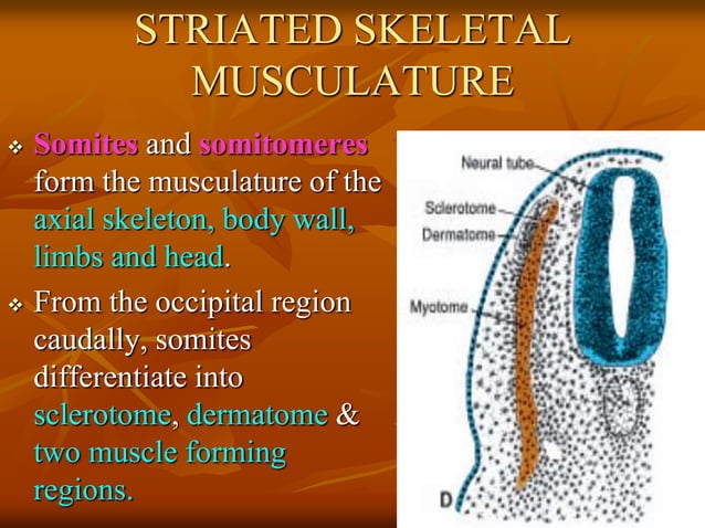 Muscular Integumentary system.ppt