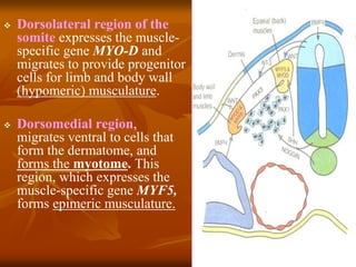 Muscular Integumentary system.ppt