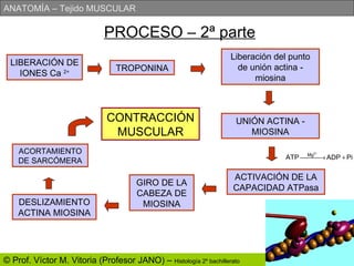 LAMINAS TEJIDO MUSCULAR 2 | PPT