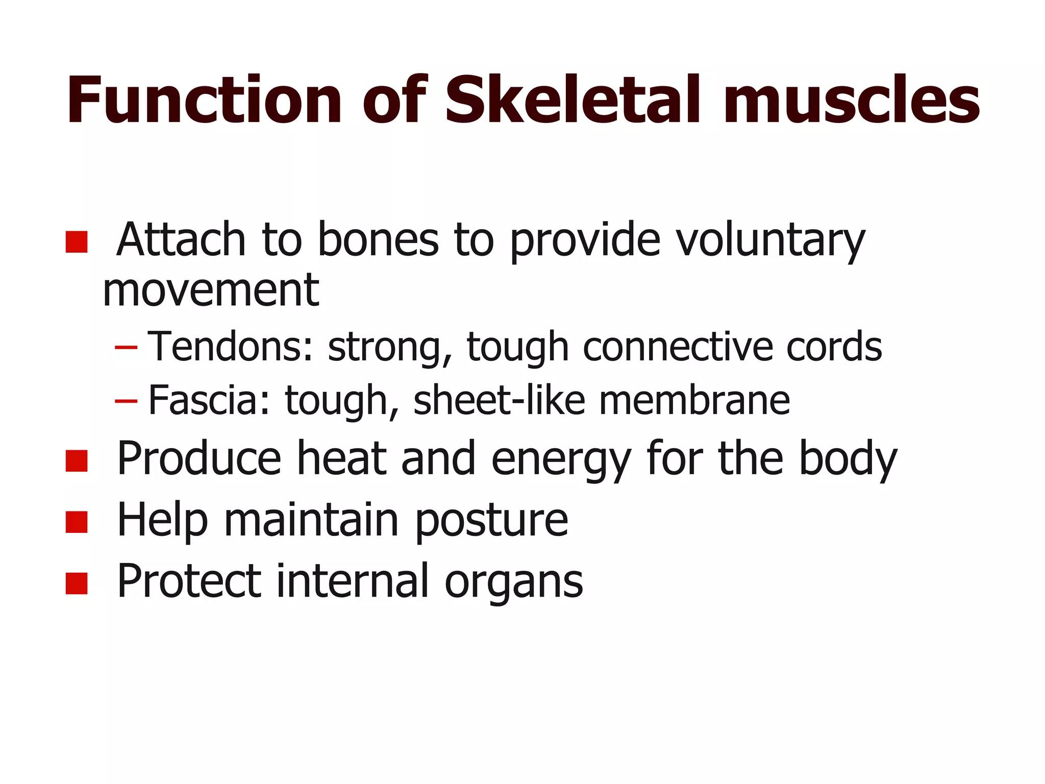 Muscular system Physiology | PPT