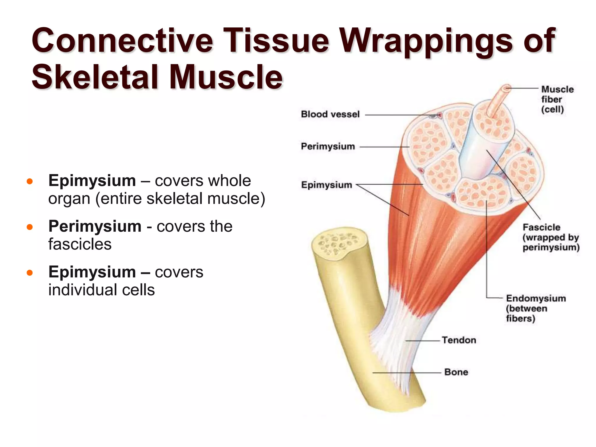 Muscular system Physiology | PPT