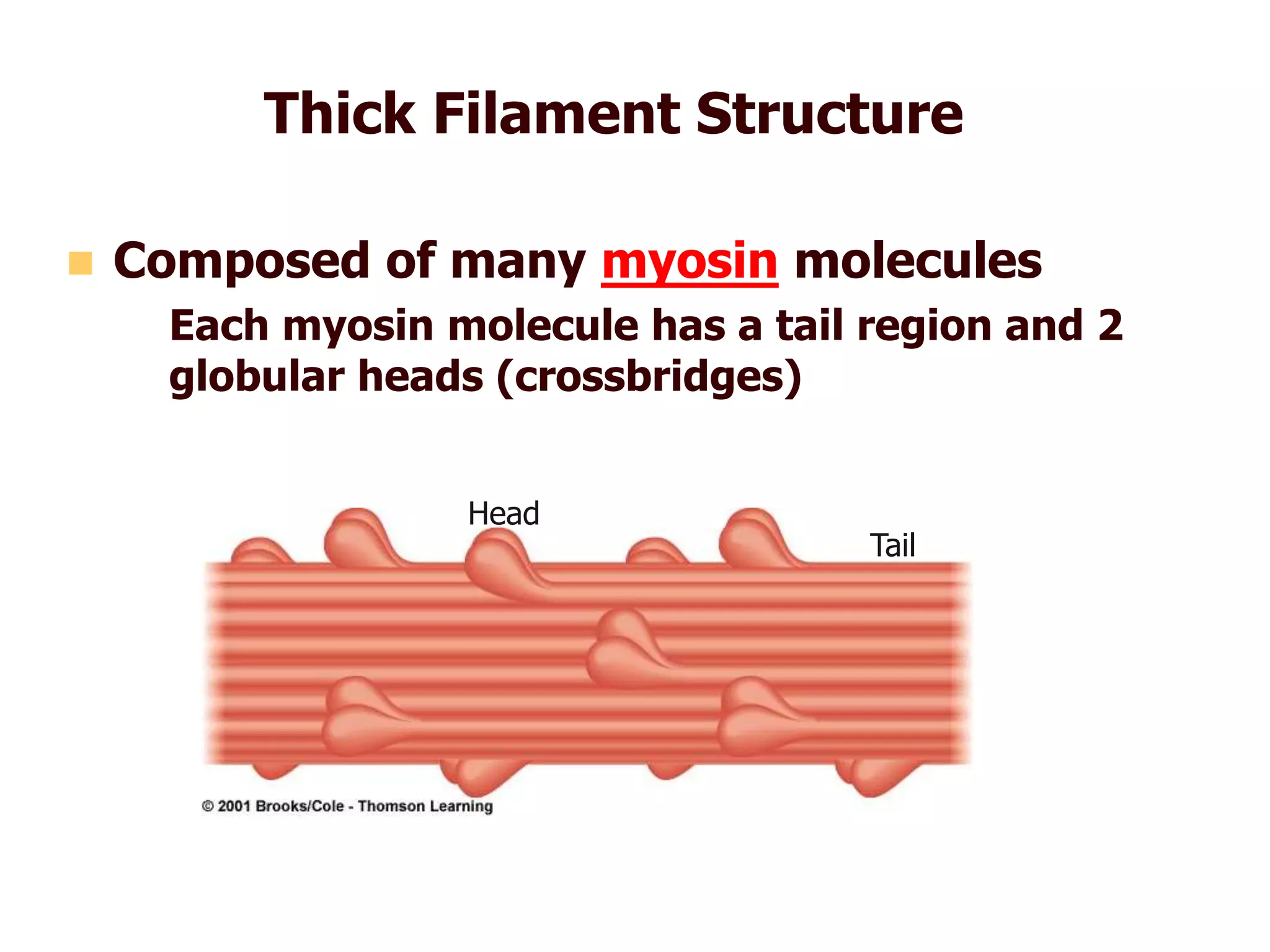 Muscular system Physiology | PPT