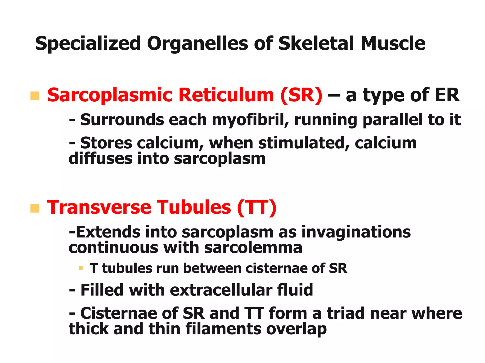 Muscular system Physiology | PPT