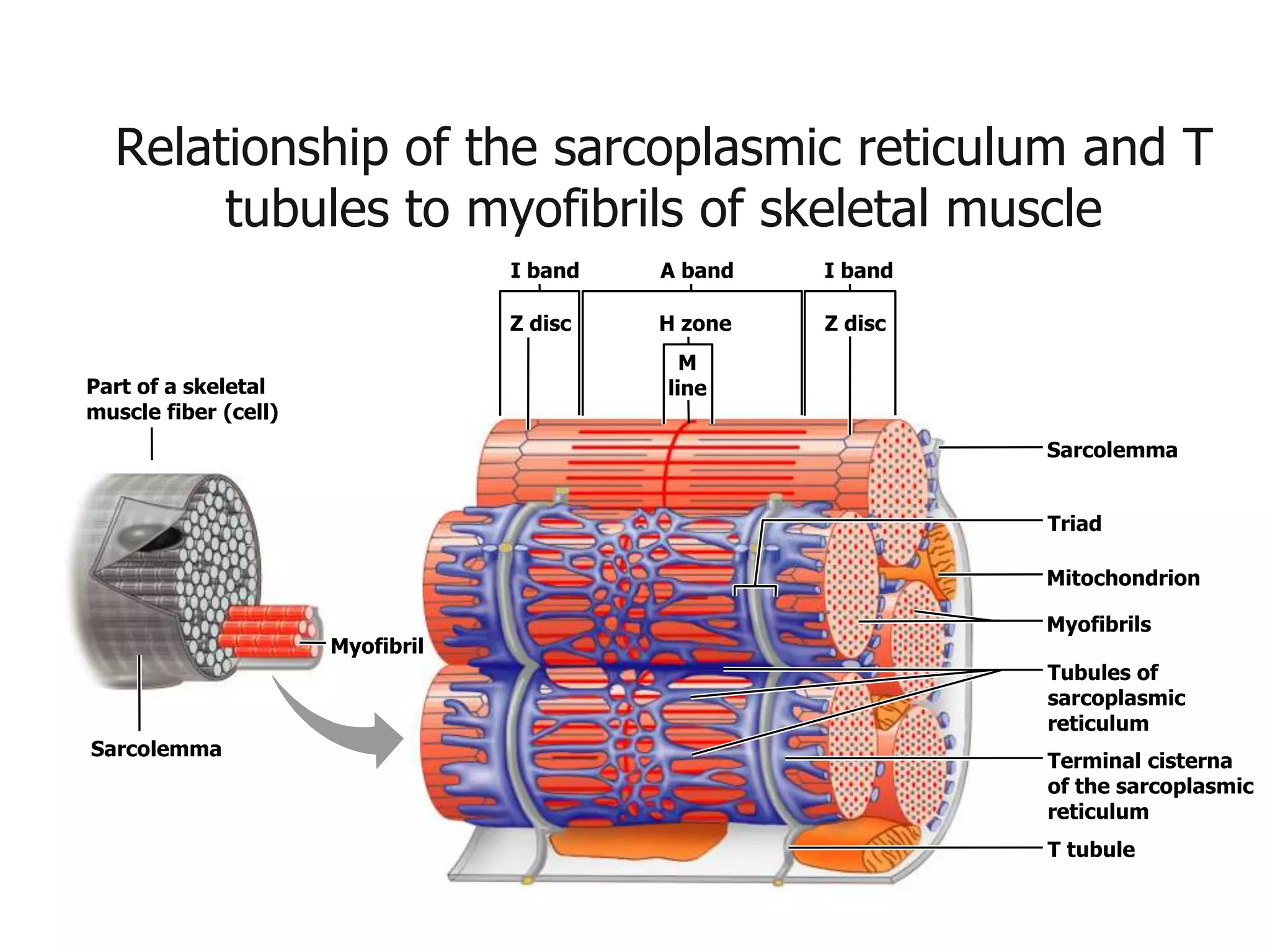 Muscular system Physiology | PPT